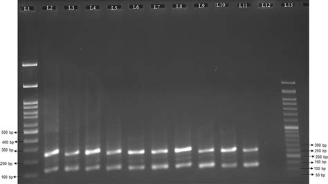 Development Of Molecular Sex Identification Method For Asian Palm Civet Paradoxurus