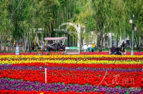 新疆五家渠花海迎客来 人民图片网