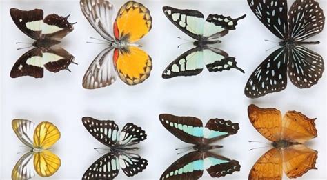 Devon Walker Figueroa ‹ Literary Hub