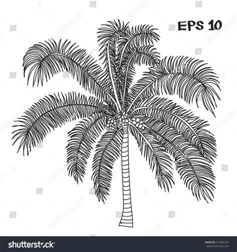 Coconut Tree Drawing Stock Vector Royalty Free 112895182 Shutterstock