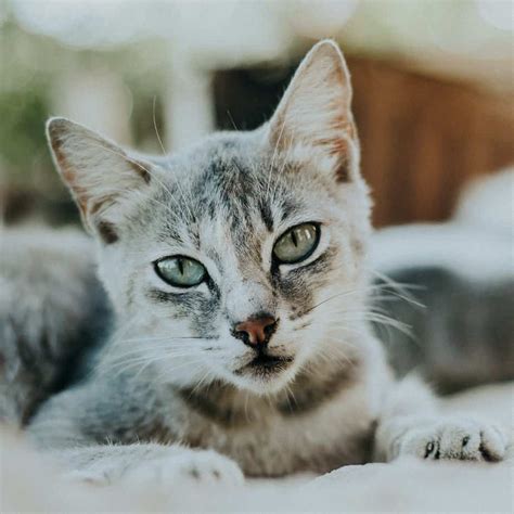 Are Tabby Cats Hypoallergenic Or Are They Catfishing You