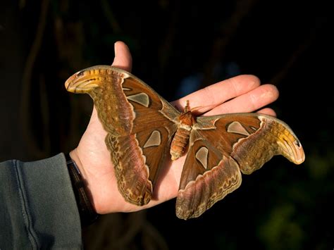 Giant Prehistoric Insects Fossils