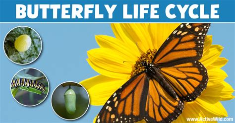 Butterfly Life Cycle Explained With Pictures And Facts On All 4 Stages