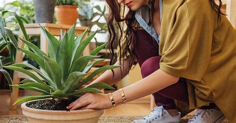 წმენდა და გაჯანსაღება ოთახის 6 მცენარე რომლებიც გვჭირდება Marao