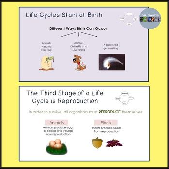 Life Cycle PowerPoint By Dr Dave S Science Teachers Pay Teachers