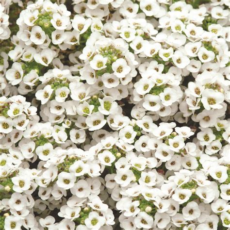 Alyssum Clear Crystal® White Wh Perron