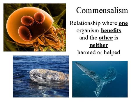 Chapter 3 The Biosphere What Is Ecology Ecology