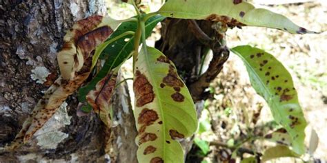 Mango Anthracnose Greenlife 2025 Update