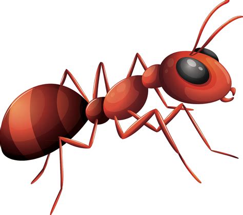 Ant PNG Image With Transparent Background PNG Sector
