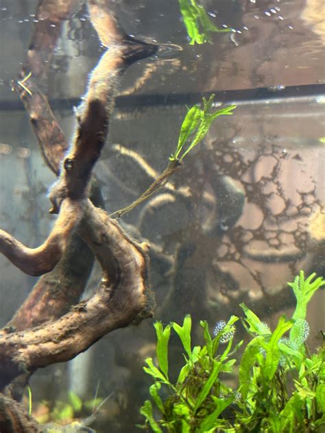 Java Hanging On For Dear Life 😂 Rshrimptank