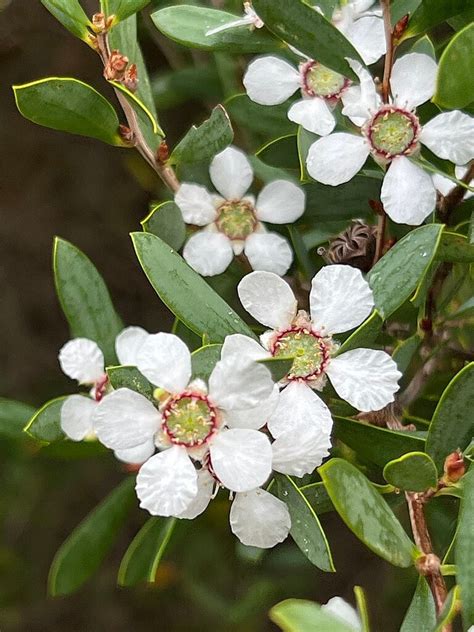 Leptospermum Laevigatum Coast Tea Tree Reforest Bush Nursery