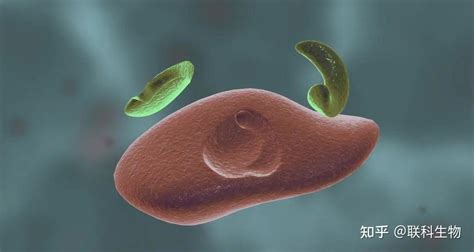 Elisa系列 血管内皮生长因子（vegf） 知乎