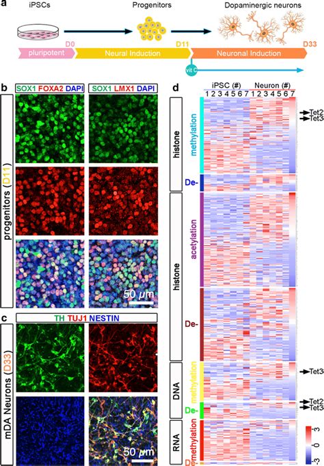 Epigenetic Expression Profiles During Human Mda Neuronal Download