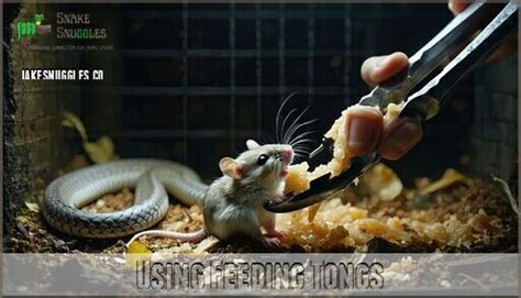 How Often Feed Ball Python Complete Feeding Chart And Schedule Guide