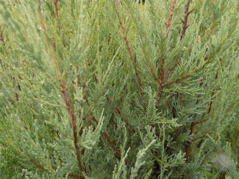Juniperus Skyrocket Shallowmead Nursery