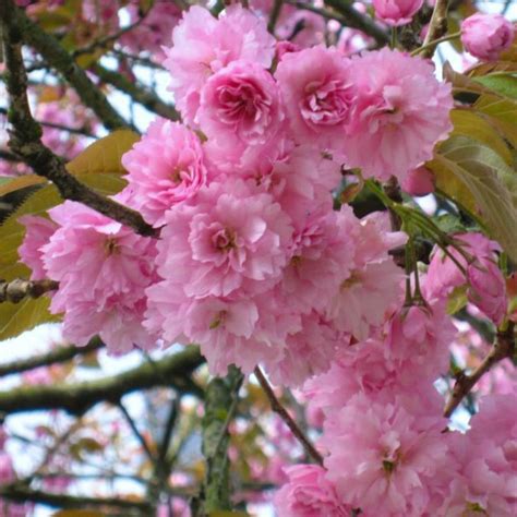 Ornamental Cherry Tree Kwanzan Cherry Tree