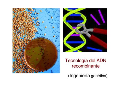 Tema 18 Temari Tecnología Del Adn Recombinante Ingeniería Genética Tecnología Del Adn Tema 18 Temari Tecnología Del Adn Recombinante Ingeniería Genética Tecnología Del Adn