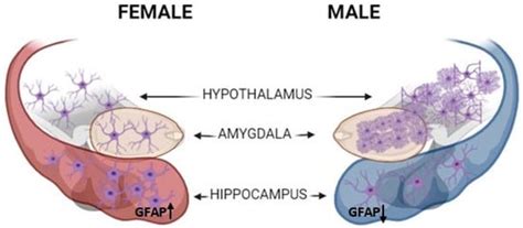 Sex Differences In Astrocyte Activity