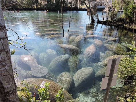 Florida Manatees In Danger From Boaters Following Especially Deadly