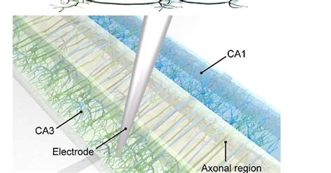 복잡한 뇌 신경회로 이제 실험실에서 만든다