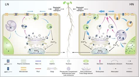 Phosphorylation Mediated Dynamics Of Nitrate Transceptor Nrt11