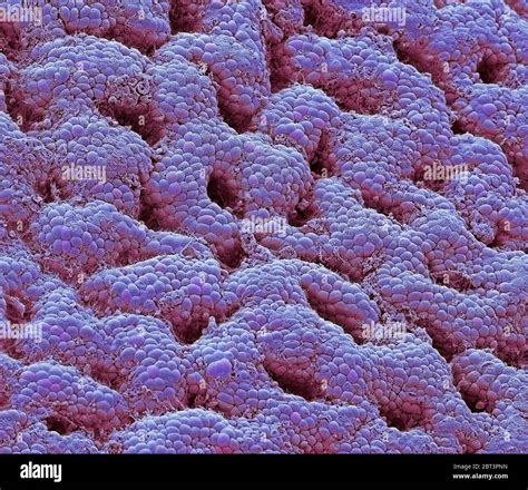 Stomach Lining Coloured Scanning Electron Micrograph Sem Of The Glandular Lining Mucosa Of