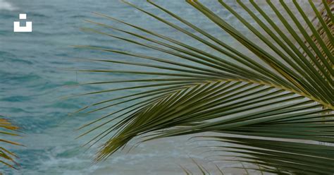 야자수가 있는 해변에서 바라본 바다 풍경 사진 Unsplash의 무료 코스타리카 이미지