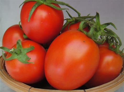 Magseeds Tomato Hybrids