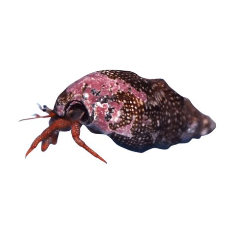 Red Leg Hermit Crab Harrys Marine Life