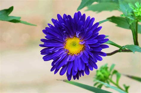 翠菊的栽培技術以及養護管理 蘭亭花集