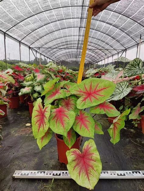 彩叶芋‘红心皇后