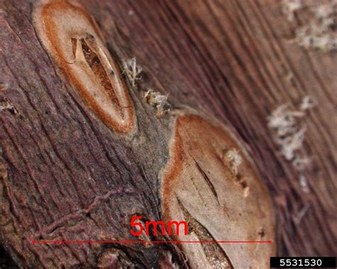 Fungus Genus Microsphaeropsis Höhn 1917