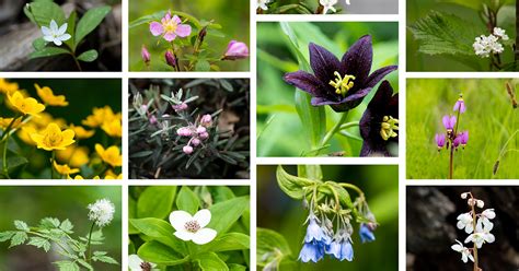 A Field Guide To Alaskan Wildflowers Discover Natures Beauty