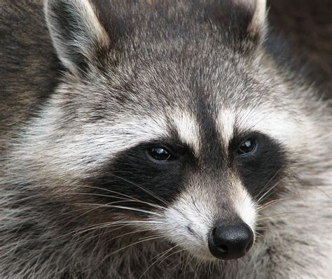 El Protagonista Del Día El Mapache Procyon Lotor Especies