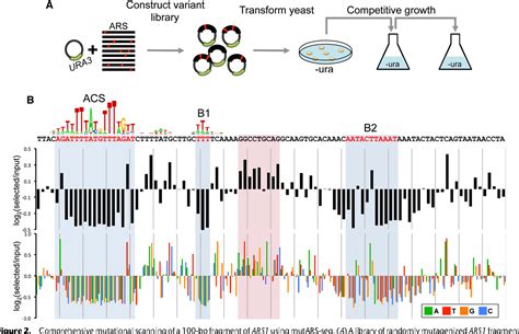 Figure 1 From Autonomously Replicating Sequences In Yeast High
