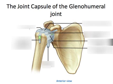 The Joint Capsule Of The Glenohumeral Joint Diagram Quizlet