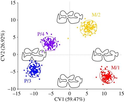 Canonical Variate Analyses Cva Comparing Shapes P3 P4 M1 And M2 Download Scientific