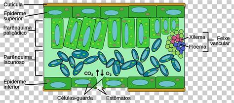 Leaf Plant Anatomy Structure Mesofil Png Clipart Anatomy Area Brand Epidermis Graphic