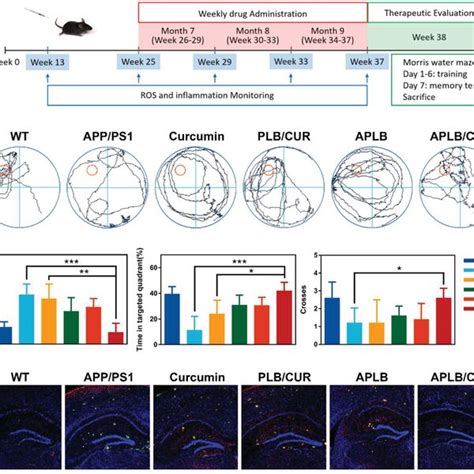 Aplb Cur Improved Memory And Reduced Aβ Burden In App Ps1 Mice A Time