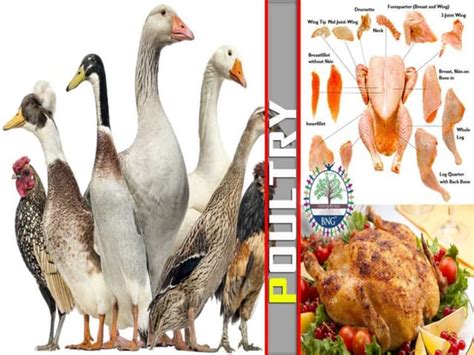 Processing Of Poultry Ppt