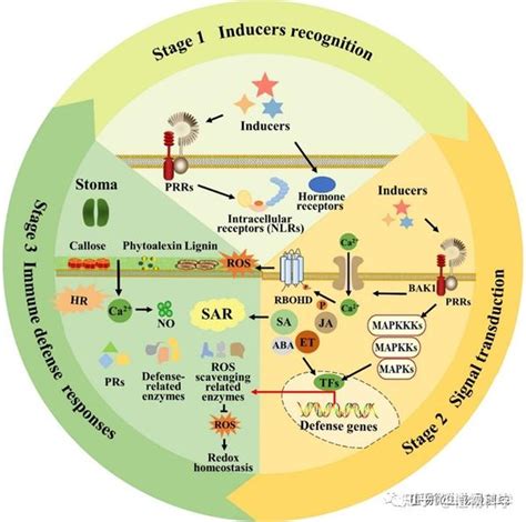 Journal Of Advanced Research 扬州大学植物保护学院综述植物免疫诱抗剂在植物病害可持续防控中的应用及展望 知乎