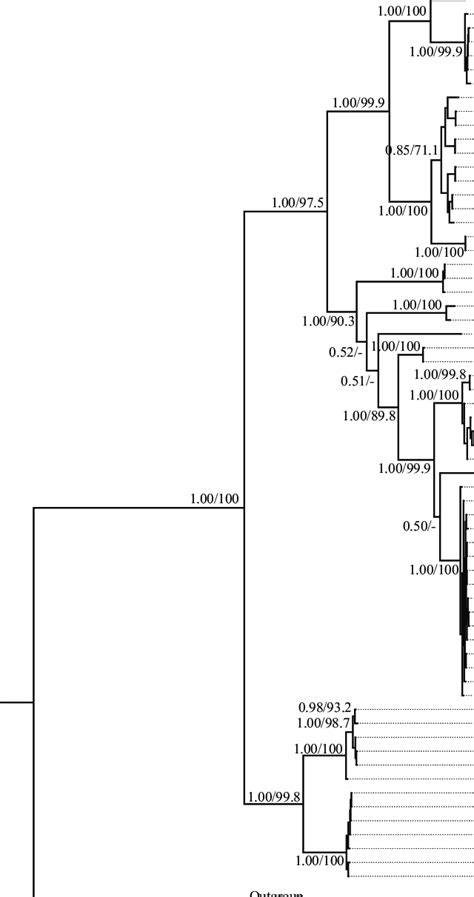 Bayesian Inference Tree For Thorea And Nemalionopsis Based On