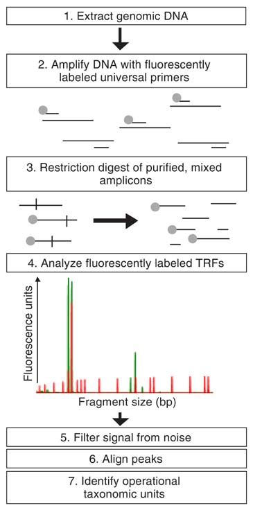 Process Flow Schematic For Terminal Restriction Fragment Length