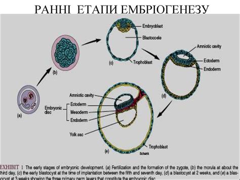 Ранні етапи ембріогенезу та особливості будови організму в онтогенезі презентация онлайн