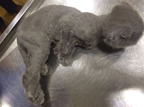 Clinical Appearance Of The Cat Marked Kyphosis Different Degrees Of Download Scientific