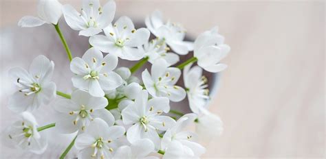 Flores Blancas