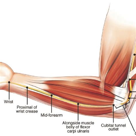 Anatomical Landmarks 11 Anatomical Locations The Wrist Crease The