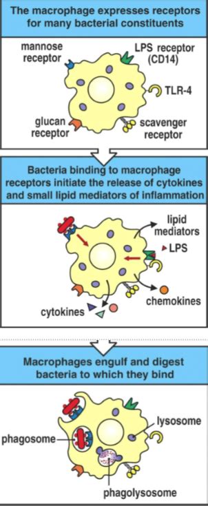 Diagram Of Basis Of Immune System Response Phagocytes Quizlet