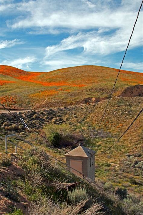 California Golden Poppies In The High Desert Of Southern California