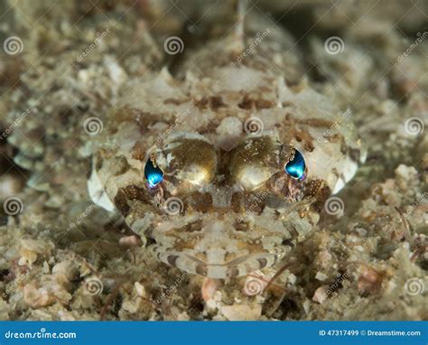 Flathead Crocodile Fish Stock Image Image Of Fish Flathead 47317499